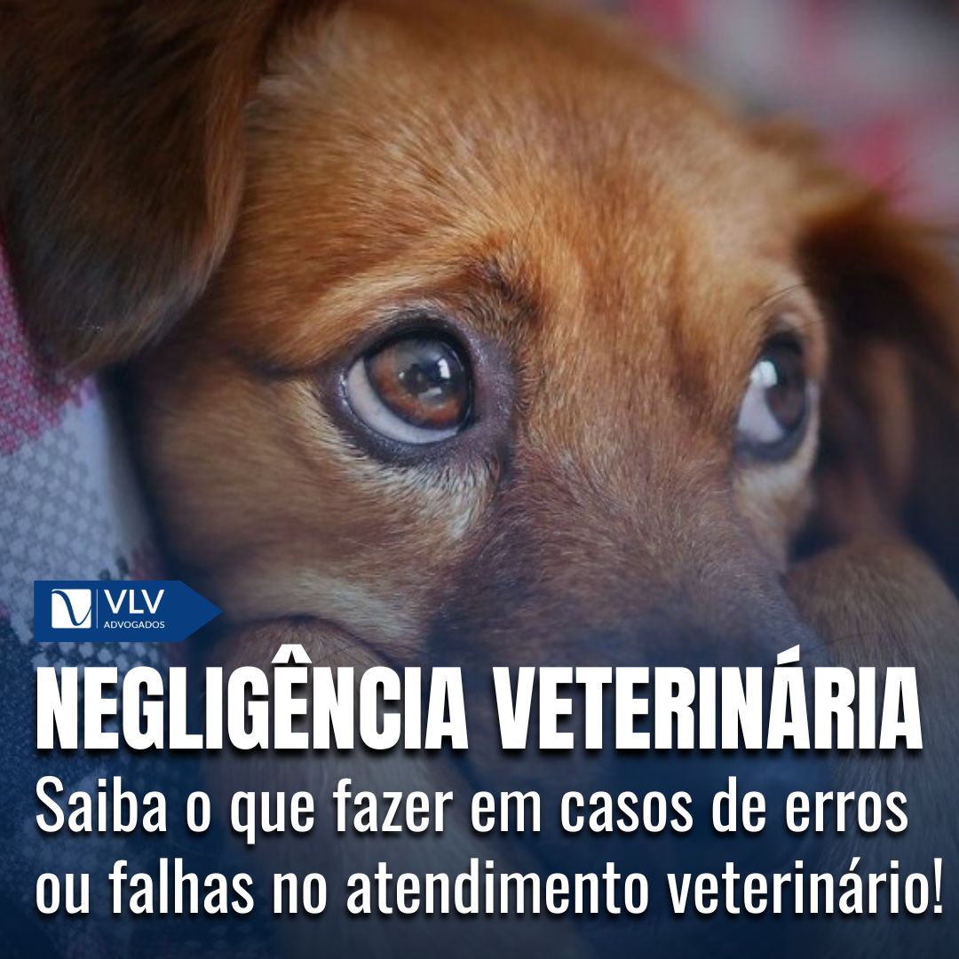 Negligência veterinária: Como proceder e quais seus direitos? - VLV ...